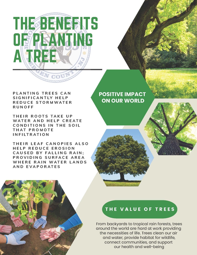 Borough of River Edge New Jersey Bergen County - Shade Tree Advisory ...